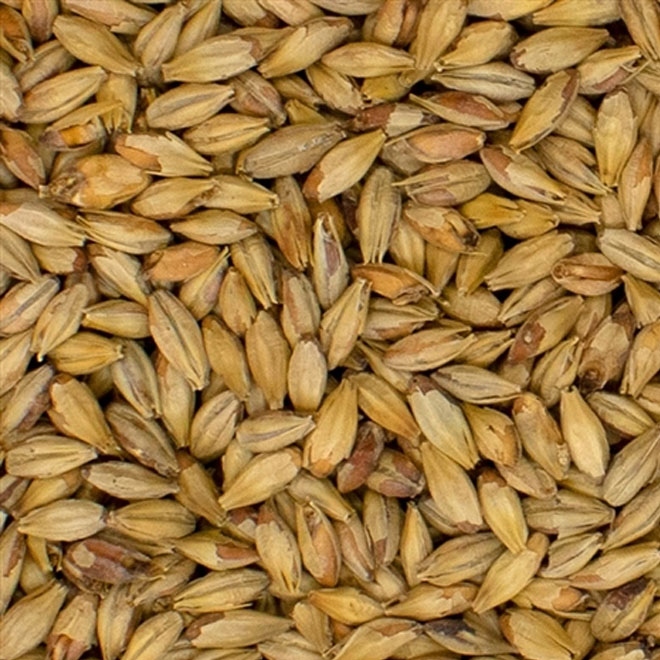 Brew Shop - Château Cara Gold (Belga) - Brassaria Brasil